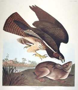 common buzzard. from”the birds of america” (amsterdam edition)