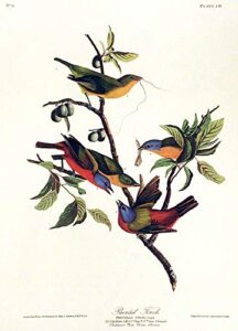 painted finch. from”the birds of america” (amsterdam edition)