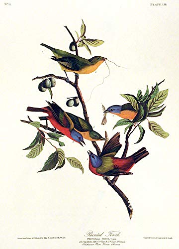 Painted Finch. From"The Birds of America" (Amsterdam Edition)