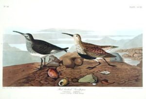 red-backed sandpiper. from”the birds of america” (amsterdam edition)