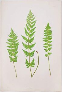 lastrea cristata [crested wood fern]