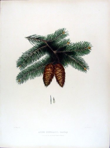 Abies douglasii (Douglas Fir)