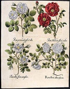 [white double-flowered rose] rosa flore albo pleno; [white rose] rosa alba flore simplici; [red gallica rose] rosa milesia flore rubro plens; [white semidouble-flowered rose] rosa provincialis flore albo