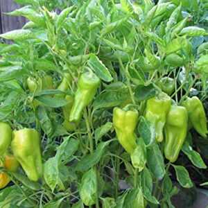 "Cubanelle" Sweet Pepper Seeds for Planting, 100+ Heirloom Seeds Per Packet, (Isla's Garden Seeds), Non GMO Seeds, Botanical Name: Capsicum annuum, Great Home Garden Gift