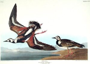 turnstone. from”the birds of america” (amsterdam edition)