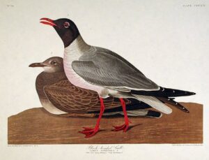 black-headed gull. from”the birds of america” (amsterdam edition)