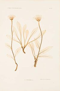 crepis montana