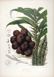 zalacca edulis [salak palm]