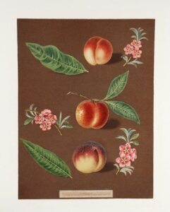 [peach] early newington peach; buckinghamshire mignonne; mignonne barrington peach