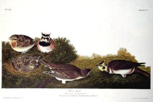 shore lark. from”the birds of america” (amsterdam edition)