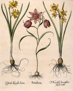 [fritillary or guinea-hen flower] frittillaria; [fragrantr jonquil] narcissus juncifolius prµcox maior; [garden narcissus] pseudo narcissus luteus