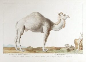 camelus dromedarius/le dromadaire