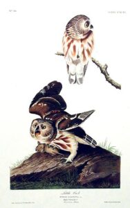 little owl. from”the birds of america” (amsterdam edition)