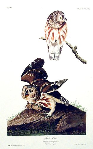 Little Owl. From"The Birds of America" (Amsterdam Edition)