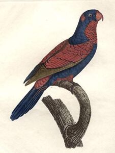 [le lori perruche violet et rouge (red and blue lory [eos histrio])]