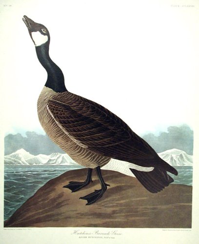 HutchinsÆs Barnacle Goose. From"The Birds of America" (Amsterdam Edition)