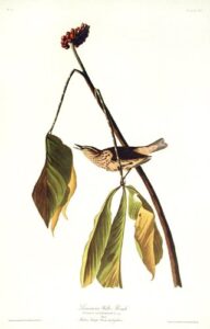 louisiana water thrush. from”the birds of america” (amsterdam edition)