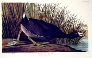 american coot. from”the birds of america” (amsterdam edition)