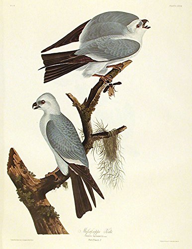 Mississippi Kite. From"The Birds of America" (Amsterdam Edition)