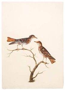 [a pair of wrynecks on a branch]