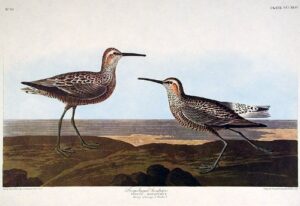 long-legged sandpiper. from”the birds of america” (amsterdam edition)