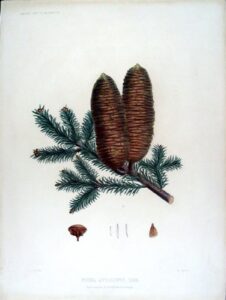 picea apollinis. link. (greek fir)