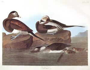 long-tailed duck. from”the birds of america” (amsterdam edition)