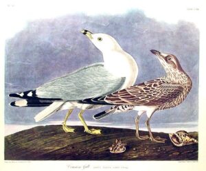 common gull. from”the birds of america” (amsterdam edition)