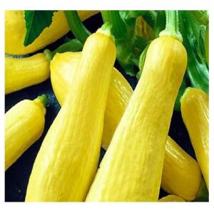 20 straightneck squash seeds | non-gmo | fresh garden seeds