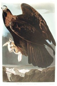 golden eagle. from”the birds of america” (amsterdam edition)