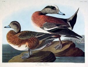 american widgeon. from”the birds of america” (amsterdam edition)