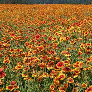 "Blanketflower" Common Gaillardia Indian Perennial Flower Seeds, 500+ Premium Heirloom Seed, (Gaillardia Aristata), 95% Germination, (Isla's Garden Seeds), Non GMO Seeds, Great Flower Garden Gift