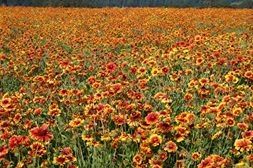 "Blanketflower" Common Gaillardia Indian Perennial Flower Seeds, 500+ Premium Heirloom Seed, (Gaillardia Aristata), 95% Germination, (Isla's Garden Seeds), Non GMO Seeds, Great Flower Garden Gift