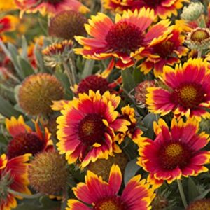 "Blanketflower" Common Gaillardia Indian Perennial Flower Seeds, 500+ Premium Heirloom Seed, (Gaillardia Aristata), 95% Germination, (Isla's Garden Seeds), Non GMO Seeds, Great Flower Garden Gift