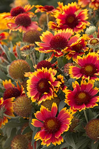 "Blanketflower" Common Gaillardia Indian Perennial Flower Seeds, 500+ Premium Heirloom Seed, (Gaillardia Aristata), 95% Germination, (Isla's Garden Seeds), Non GMO Seeds, Great Flower Garden Gift