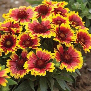 "Blanketflower" Common Gaillardia Indian Perennial Flower Seeds, 500+ Premium Heirloom Seed, (Gaillardia Aristata), 95% Germination, (Isla's Garden Seeds), Non GMO Seeds, Great Flower Garden Gift