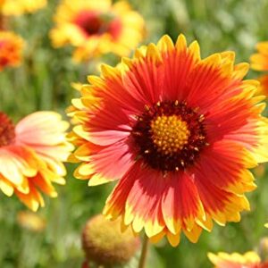 "Blanketflower" Common Gaillardia Indian Perennial Flower Seeds, 500+ Premium Heirloom Seed, (Gaillardia Aristata), 95% Germination, (Isla's Garden Seeds), Non GMO Seeds, Great Flower Garden Gift