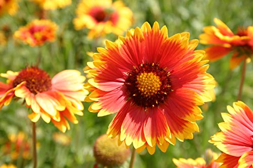 "Blanketflower" Common Gaillardia Indian Perennial Flower Seeds, 500+ Premium Heirloom Seed, (Gaillardia Aristata), 95% Germination, (Isla's Garden Seeds), Non GMO Seeds, Great Flower Garden Gift