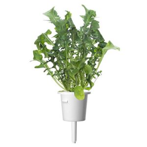 Click and Grow Smart Garden Arugula Plant Pods, 3-Pack