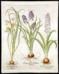 [italian squill] hyacinthus stellatus italicus; [belleval’s hyacinth] hyacinthus comosus bizantinus; [star-of-bethlehem] ornithogalum medium