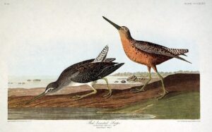 red-breasted snipe. from”the birds of america” (amsterdam edition)