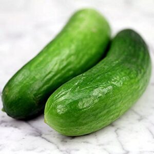 Grown in USA! 30+ Muncher Burpless Sweet Cucumber Seeds, Heirloom Non-GMO, Non-Bitter and Acid Free, Crispy and Sweet, Fragrant and Delicious, Cucumis sativus