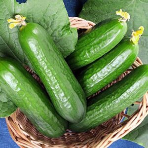 Grown in USA! 30+ Muncher Burpless Sweet Cucumber Seeds, Heirloom Non-GMO, Non-Bitter and Acid Free, Crispy and Sweet, Fragrant and Delicious, Cucumis sativus