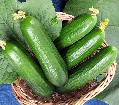 Grown in USA! 30+ Muncher Burpless Sweet Cucumber Seeds, Heirloom Non-GMO, Non-Bitter and Acid Free, Crispy and Sweet, Fragrant and Delicious, Cucumis sativus