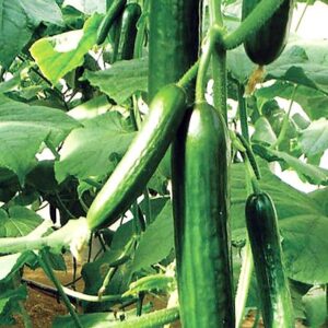 Grown in USA! 30+ Muncher Burpless Sweet Cucumber Seeds, Heirloom Non-GMO, Non-Bitter and Acid Free, Crispy and Sweet, Fragrant and Delicious, Cucumis sativus