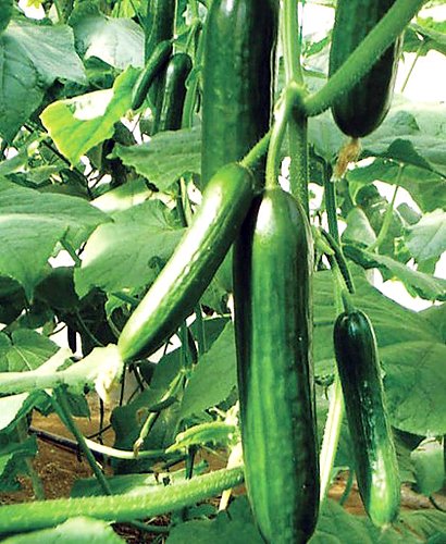 Grown in USA! 30+ Muncher Burpless Sweet Cucumber Seeds, Heirloom Non-GMO, Non-Bitter and Acid Free, Crispy and Sweet, Fragrant and Delicious, Cucumis sativus