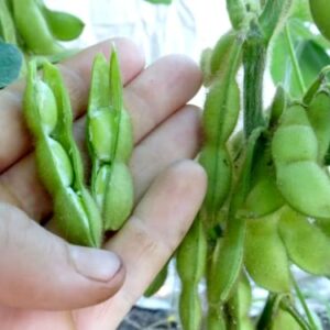 " BeSweet " Edamame Seeds for Planting, 25+ Heirloom Seeds Per Packet, (Isla's Garden Seeds), Non GMO Seeds, Botanical Name: Soybean (Glycine max (L.), Great Home Garden Gift