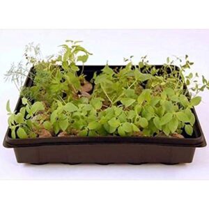 10" x 10" Garden Growing Trays with Drain Holes - 10-pack Recyclable Plastic Plant Trays for Wheatgrass Sprouting Tray, Microgreens Growing Trays, Hydroponic Trays, Nursery Flats, Greenhouse Supplies