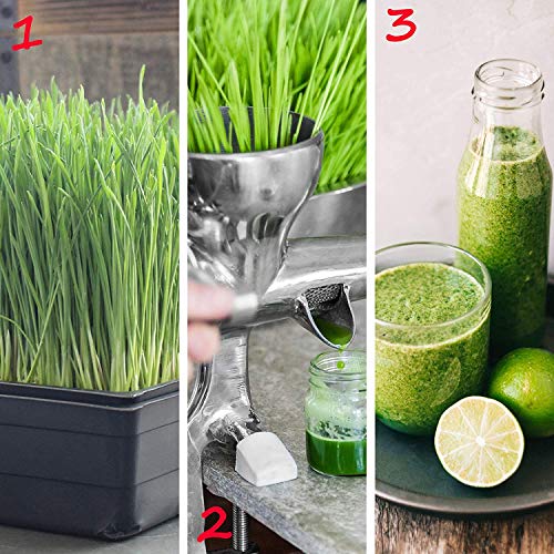 10" x 10" Garden Growing Trays with Drain Holes - 10-pack Recyclable Plastic Plant Trays for Wheatgrass Sprouting Tray, Microgreens Growing Trays, Hydroponic Trays, Nursery Flats, Greenhouse Supplies