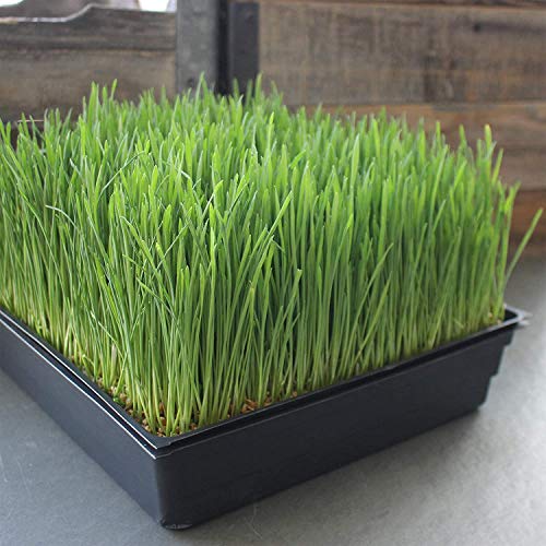 10" x 10" Garden Growing Trays with Drain Holes - 10-pack Recyclable Plastic Plant Trays for Wheatgrass Sprouting Tray, Microgreens Growing Trays, Hydroponic Trays, Nursery Flats, Greenhouse Supplies